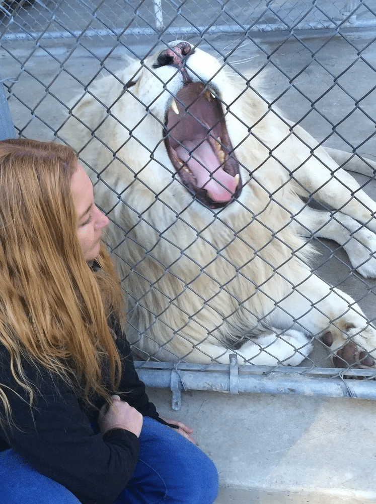 Energy Healing for a Lion - Babette de Jongh
