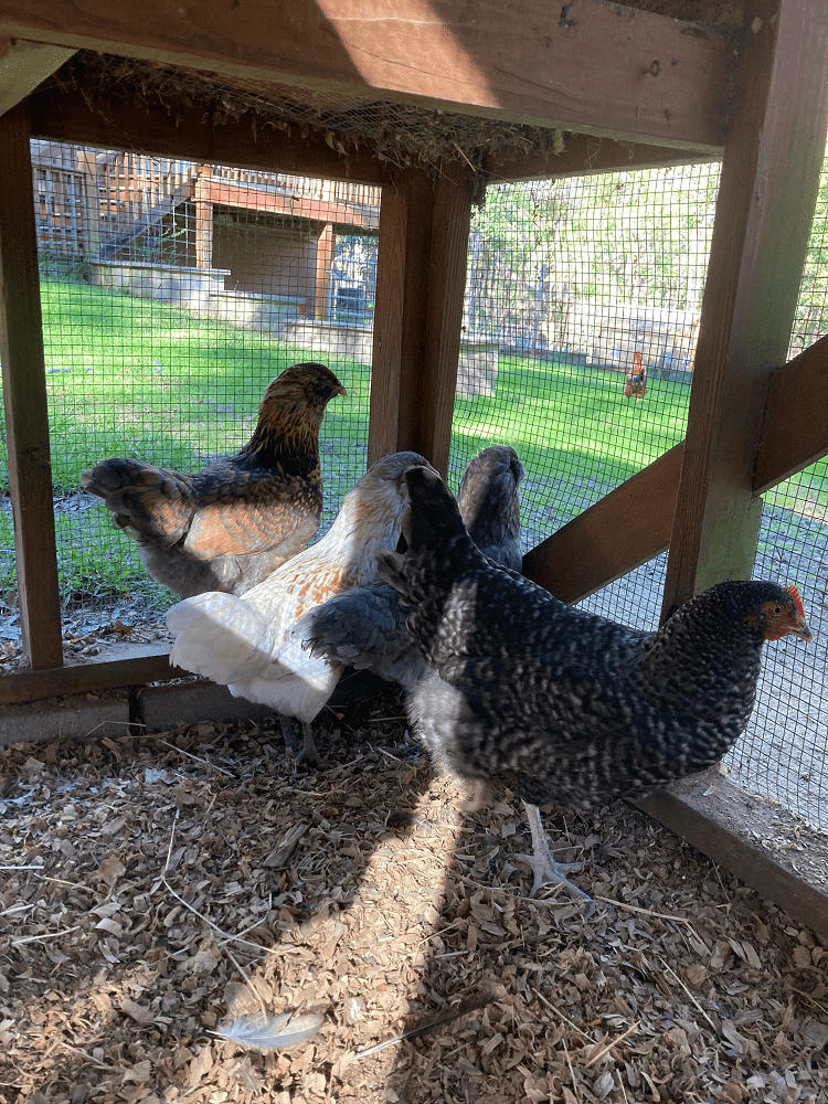 Holiday Gift-Giving Ideas for Roosters - Babette de Jongh