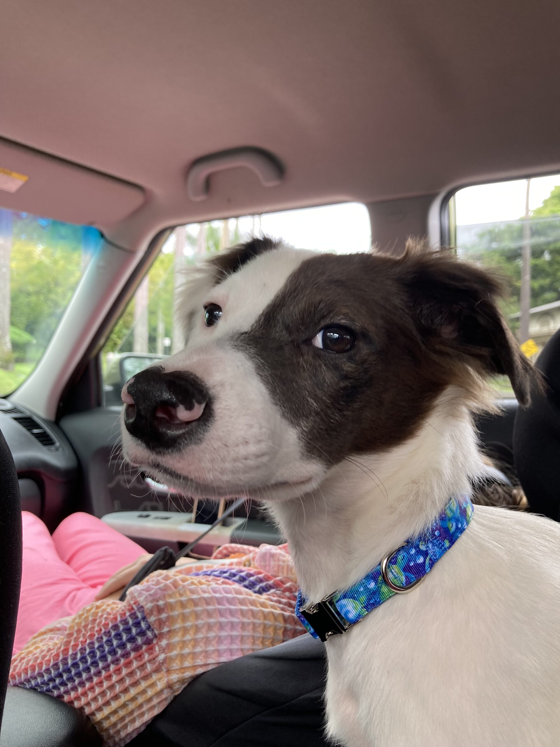 Meet Kailani! - Babette de Jongh